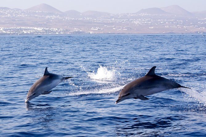 Lanzarote Sea Safari from Puerto calero - The Guides and the Experience on Board
