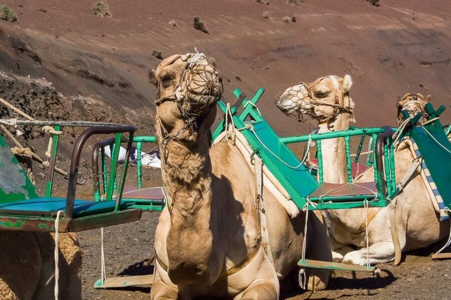 Lanzarote: Timanfaya National Park Volcanic Craters Tour - Who Is This Tour Best For?