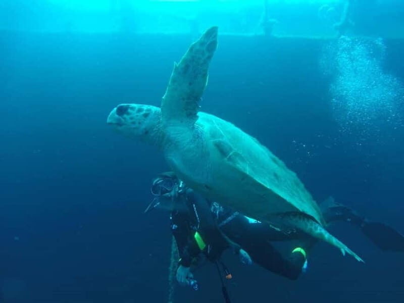 Larnaca: Private Zenobia Beginners Divers - What to Expect from the Tour