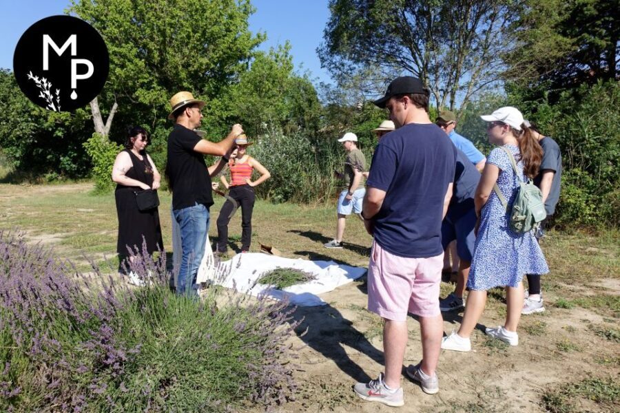 Lavender Field & Distillery Tour between Nimes & Arles - A Deep Dive into the Tour Experience
