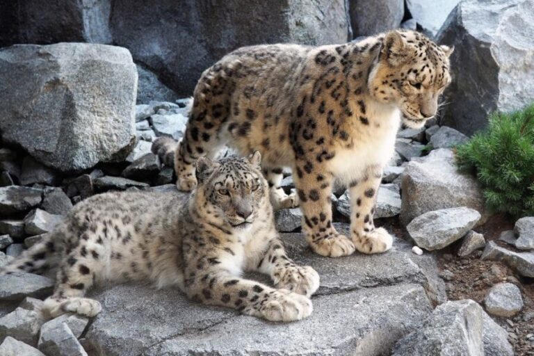 Leipzig: 1-Day Hop-On Hop-Off Bus and Leipzig Zoo Ticket - Practical Aspects and Value