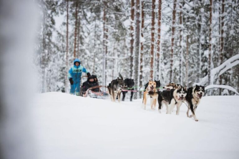 Levi: Husky and Reindeer Farm Visit with Snowmobiling - The Itinerary in Detail