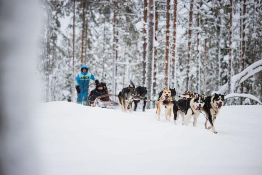Levi: Husky and Reindeer Farm Visit with Snowmobiling - The Itinerary in Detail