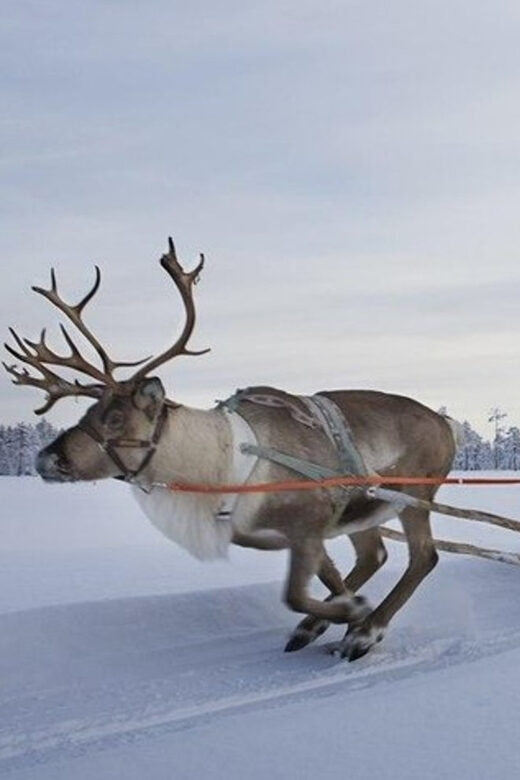 Levi: Lapland Reindeer and Husky Safari - The Experience in Detail: Is It Worth the Price?