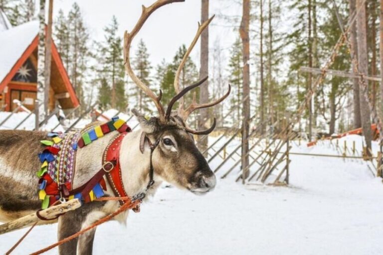 Levi: Lapland Reindeer Safari - Who Will Love This Tour?