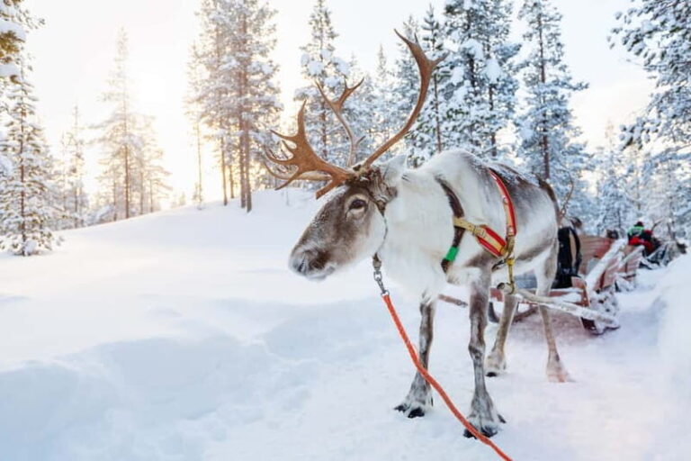 Levi: Reindeer Experience with Sled Ride - Evaluating the Value