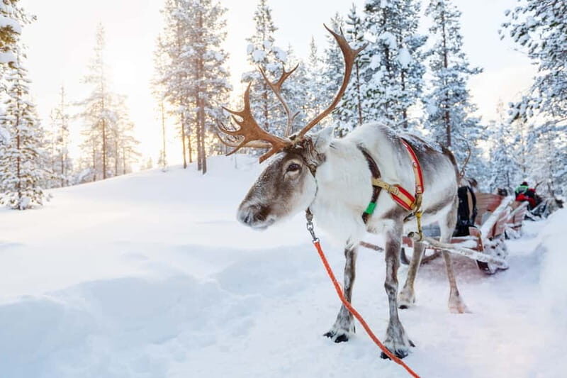 Levi: Reindeer Experience with Sled Ride - Evaluating the Value