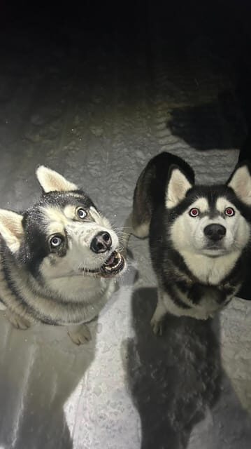 Levi: Self-Drive 5 KM Husky Sledding Experience - Value and Practicality