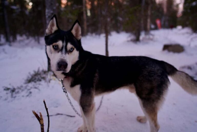 Levi: Winter Wilderness Husky & Reindeer Safari Combo Tour - A Deep Dive into the Levi Wilderness Safari