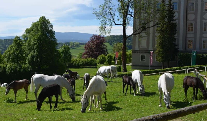 Lipizzaner Stud Piber: Guided Tour - The Value of the Experience