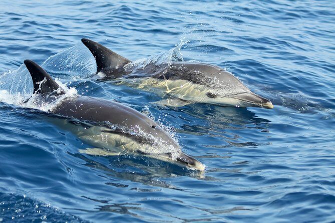 Lisbon: Dolphin Watching with a Marine Biologist - Ocean Safari - The Itinerary Breakdown: What You Can Expect