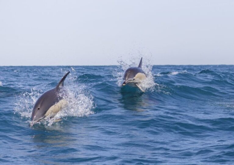 Lisbon: Dolphin Watching with Marine Biologist - The Itinerary Breakdown