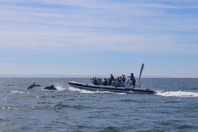 Lisbon: Dolphin Watching with Marine Biologist  Small Group - Transportation, Timing & Group Size