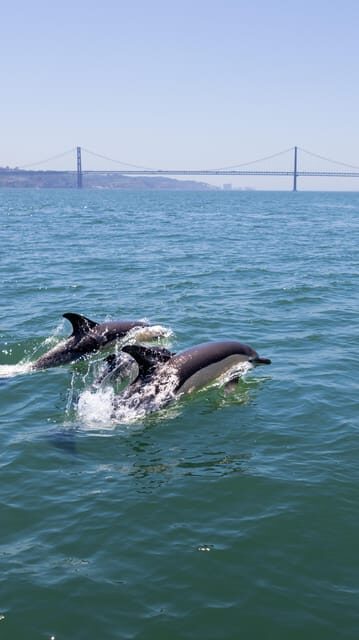 Lisbon: Dolphin Watching with Marine Biologist - Small Group - An In-Depth Look at the Lisbon Dolphin-Watching Tour