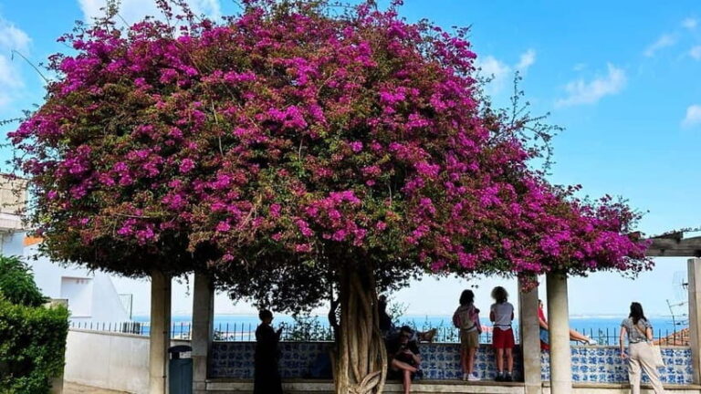 Lisbon: Old Town Tuk-Tuk Tour - Why Choose the Lisbon Old Town Tuk-Tuk Tour?