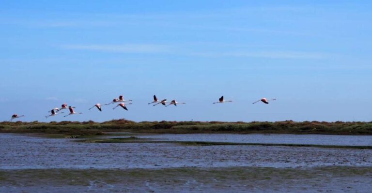Lisbon: Tagus Estuary Nature Reserve Birdwatching Boat Tour - Introduction: Why This Tour Charms