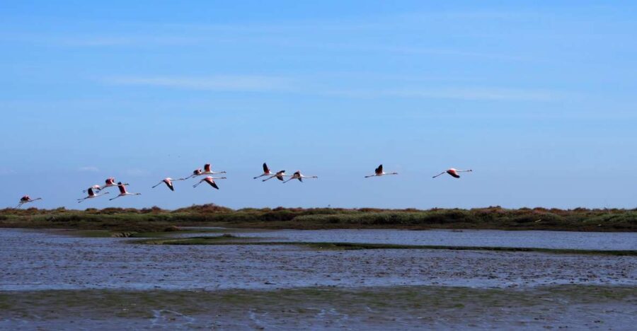 Lisbon: Tagus Estuary Nature Reserve Birdwatching Boat Tour - Introduction: Why This Tour Charms