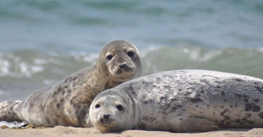 List/Sylt: Guided Seal-Watching Cruise on a Rustic Boat - Who Is This Tour For?