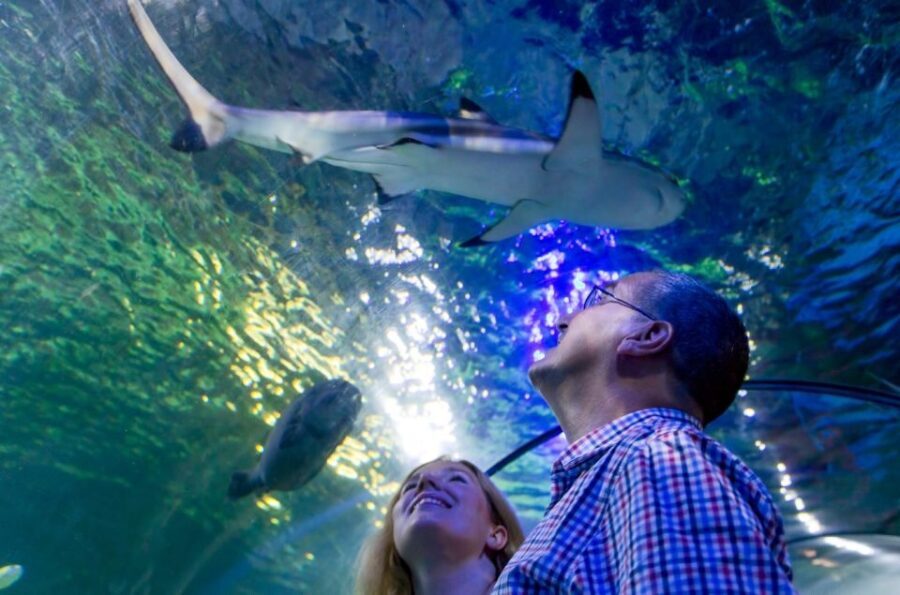 Loch Lomond: Sea Life Entrance Ticket - The Practical Side: Visiting Details and Tips