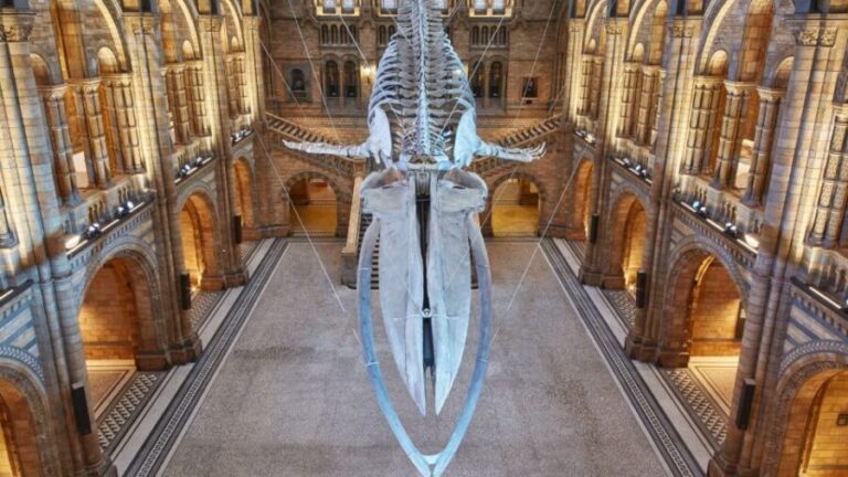 London: Natural History Museum Guided Tour - Who Is This Tour Best For?