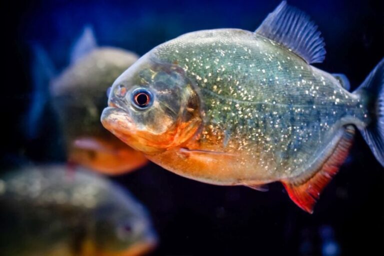 London: SEA LIFE Entry Ticket - Interactive and Educational Experiences