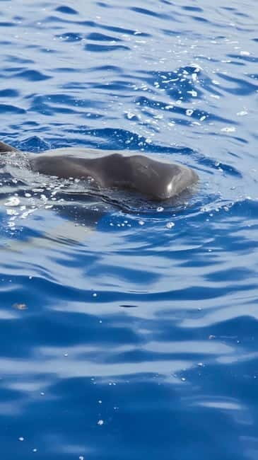 Los Cristianos: Viking Cruise Whales & Dolphins Watching - A Closer Look at the Viking Cruise Experience