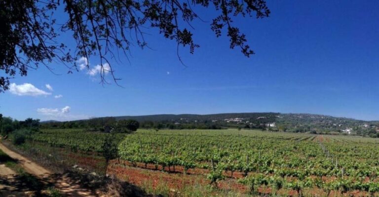 Loulé: Quinta da Tôr Winery Guided Tour and Wine Tasting - Who Will Love This Tour?