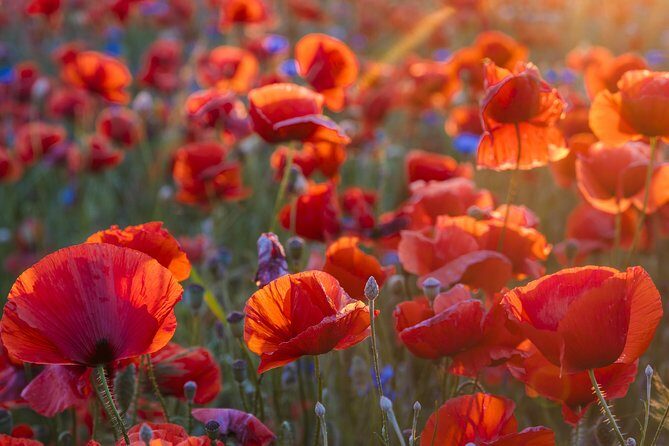 Luberon Small-Group Day Trip from Avignon - Practical Considerations