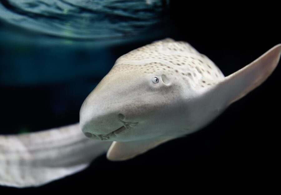 Lyon: Aquarium Entrance Ticket - The Sum Up: Is the Lyon Aquarium Worth It?