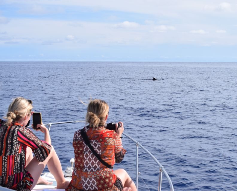 Madeira: 2.5-Hour Whale and Dolphin-Watching Cruise - Practical Details & What to Expect