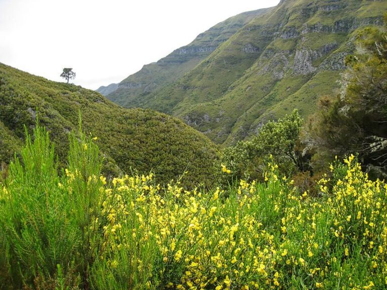 Madeira: Enjoy a Guided Levada Walk in the Rabaçal Valley - Authentic and Managed Environment