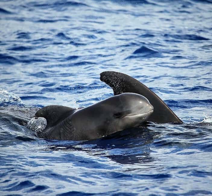 Madeira: Responsible Whales and/or Dolphins Watching Tour - Why We Love This Experience
