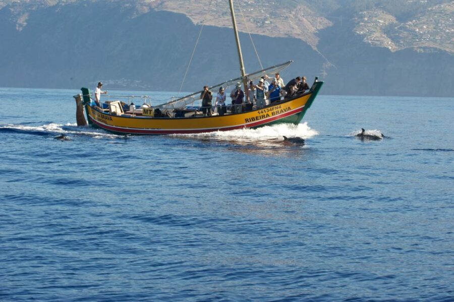 Madeira: Whale Watching Excursion in a Traditional Vessel - Who Should Consider This Tour?