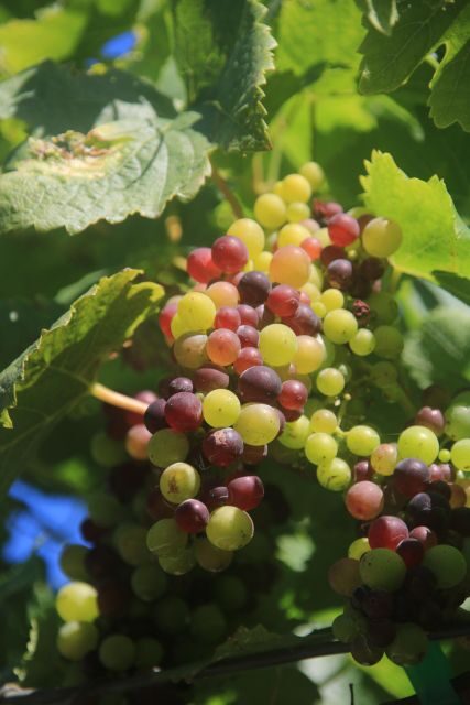 Madeira: Wine & Tapas, Cabo Girão Skywalk 4x4 Jeep Adventure - Authentic Experiences That Matter