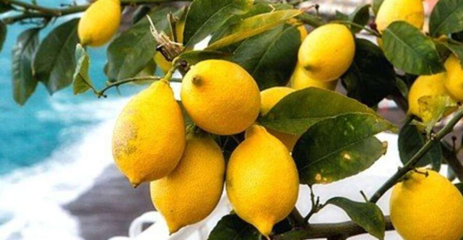 Maiori: Amalfi Coast Path of Lemons Day Trip with Tastings - The Itinerary: A Step-by-Step Breakdown