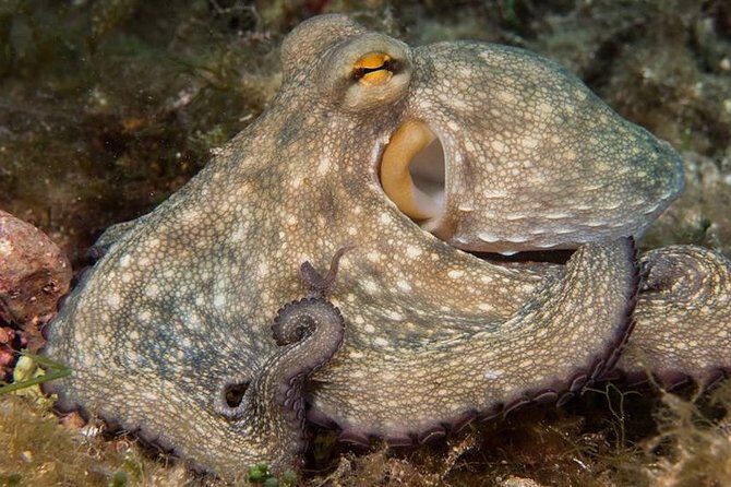 Mallorca: Discover Scuba Diving from the boat - Who Should Consider This Experience?