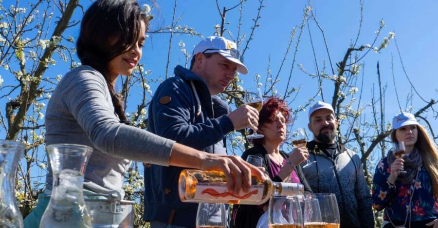 Mallorcas Emblematic Wineries Small Group Tour, two wineries - An In-Depth Look at the Itinerary