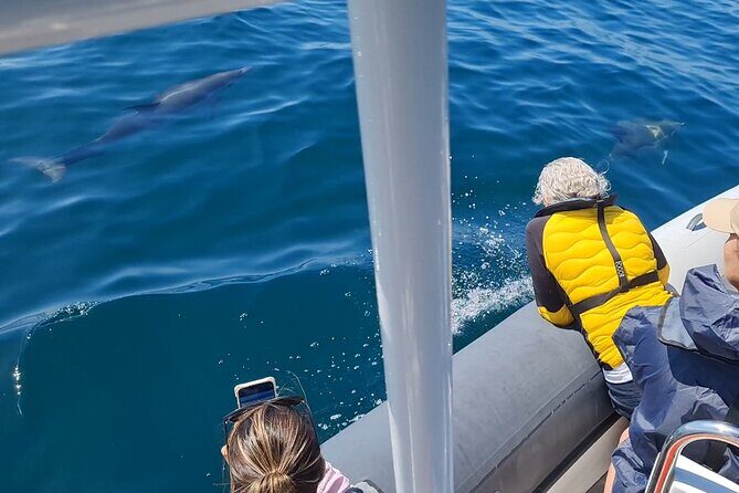 Meet the Lisbon Dolphins - Dolphin Watching in Lisbon - Whats Included and What to Expect