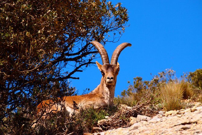 Montserrat Half Day with Cable Car and Easy Hike from Barcelona - Detailed Breakdown of the Tour Itinerary