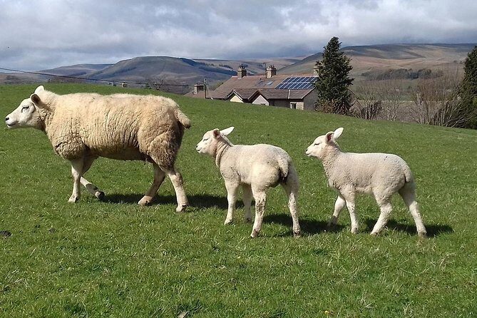 Moors, Whitby & The Yorkshire Steam Railway Day Trip from York - Practical Aspects & Value