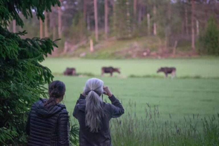 Moose safari with campfire dinner from Helsinki - The Experience: Who Will Appreciate This Tour?