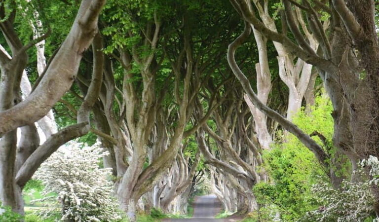 Morning Giants Causeway Half Day Tour from Belfast - The Value of This Experience