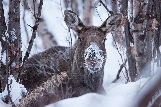 Morning hike in Abisko National Park - The Value and Experience in Context