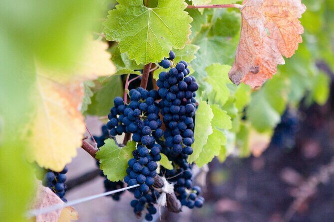 Mt Etna and Wine tasting tour from Catania - Transportation, Group Size, and Overall Value