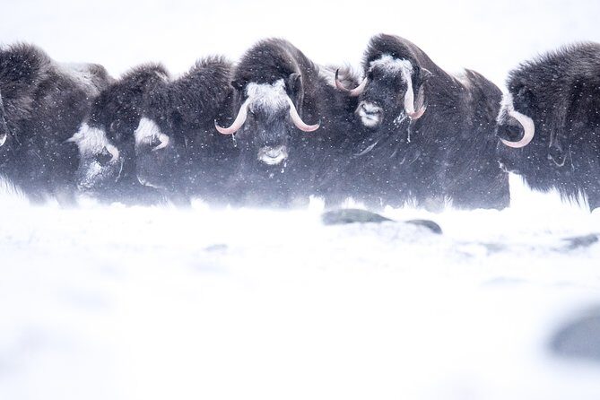 Musk ox Safari in Dovrefjell National Park, Oppdal Safari - Frequently Asked Questions