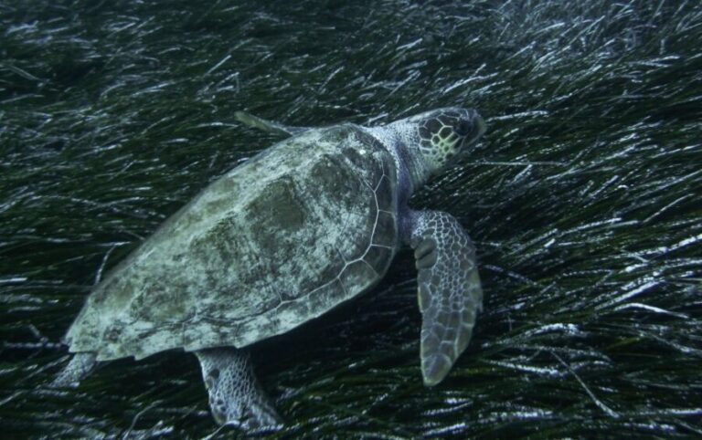 Naxos: Full-Day Small Cyclades Sailing Cruise - Who Will Love This Experience?