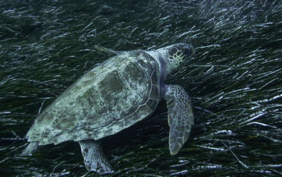 Naxos: Full-Day Small Cyclades Sailing Cruise - Who Will Love This Experience?