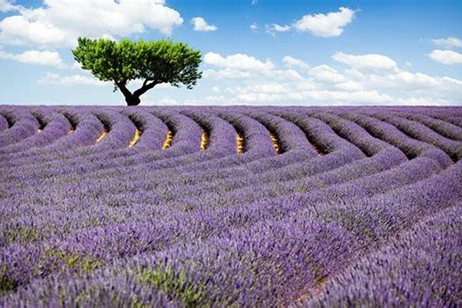 Nice: Gorges of Verdon and Fields of Lavender Tour - Is This Tour Worth It?