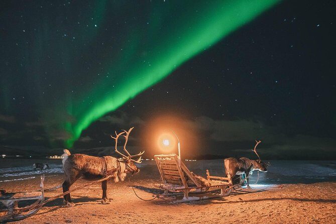 Night Reindeer Sledding with Camp Dinner and Chance of Northern Lights - The Practicalities and Value