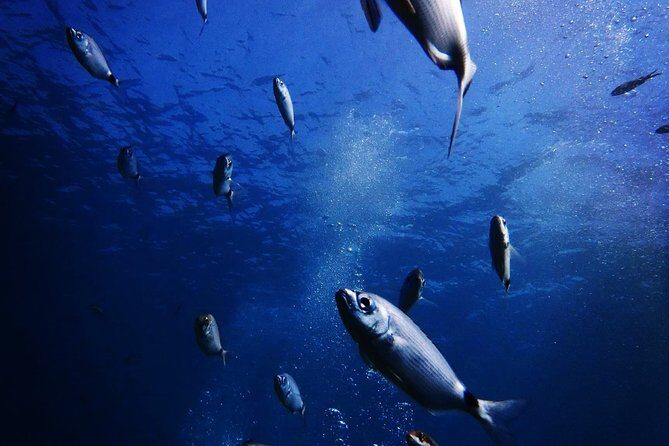 Nima Diving Center, Naxos, Greece - Who Should Consider This Experience?